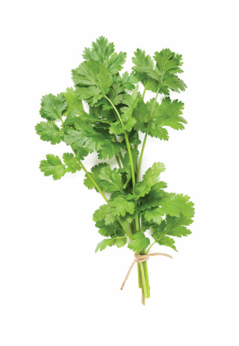 cilantro - Essential Living for NW - Essential Oils for natural ...